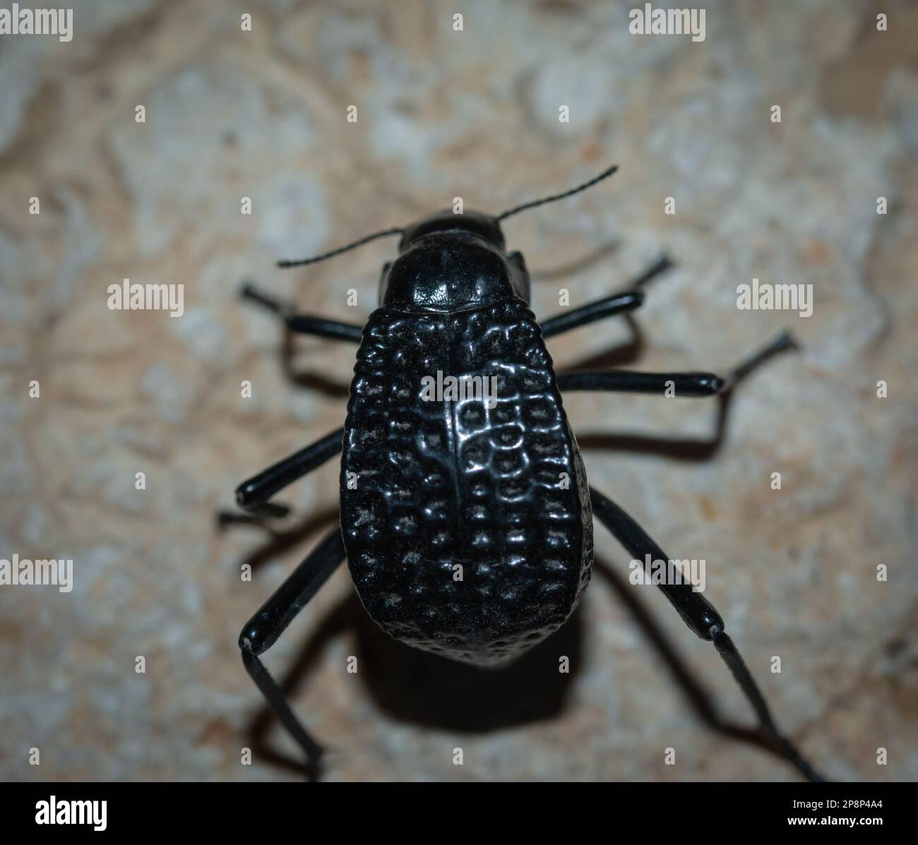 Desert beetle hi-res stock photography and images - Alamy
