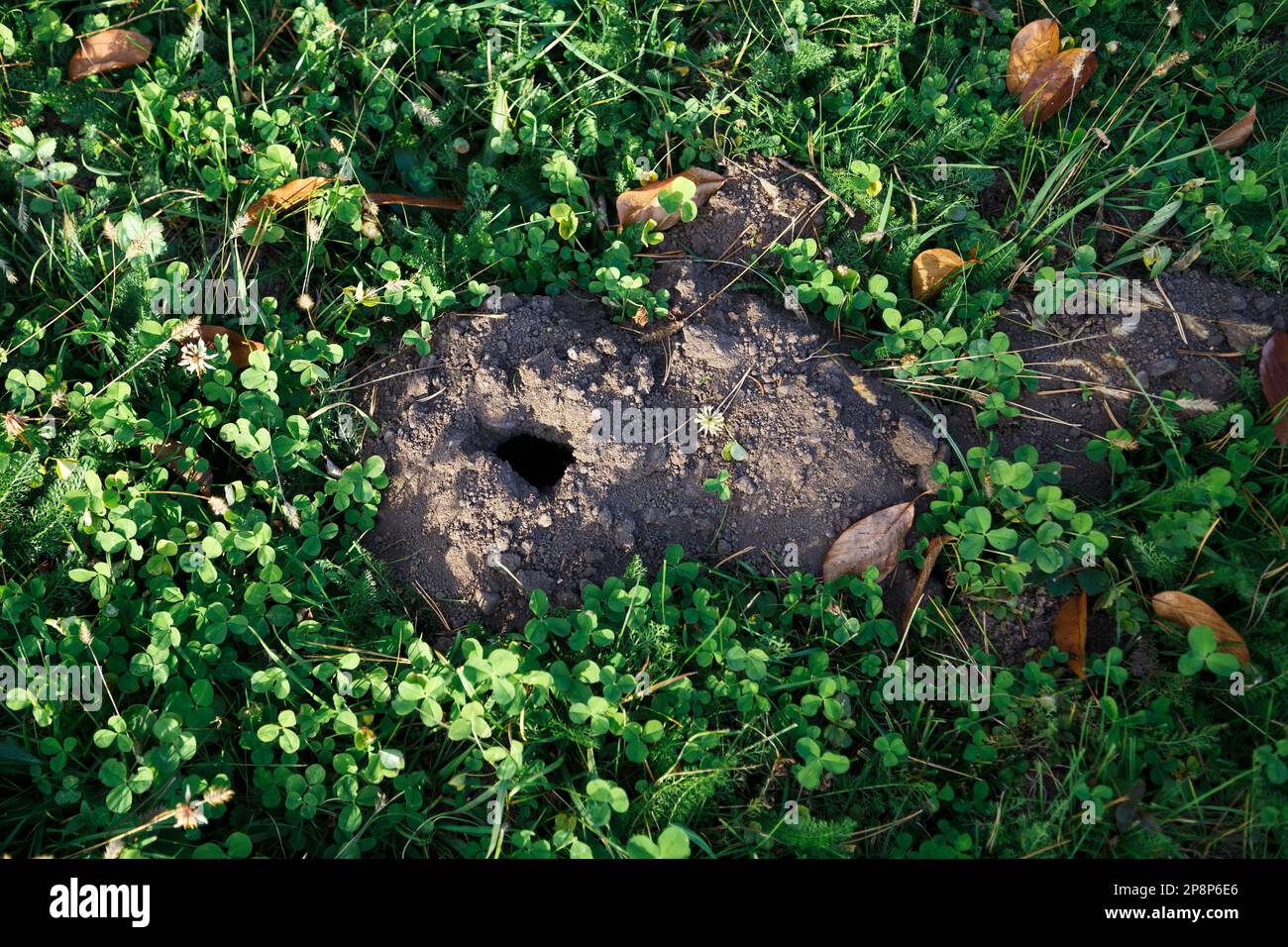 A close up of real wormhole in the park. A hole dug by a mole in the ...