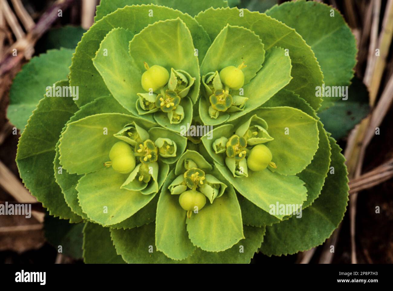 Euphorbia helioscopia flower Stock Photo - Alamy
