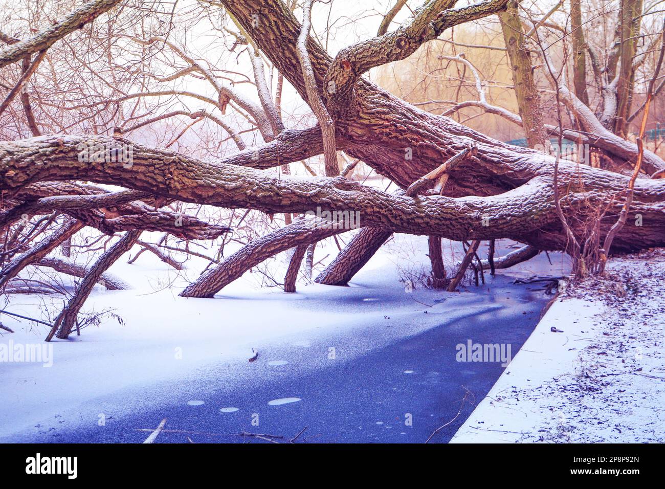 Mystical snow hi-res stock photography and images - Alamy