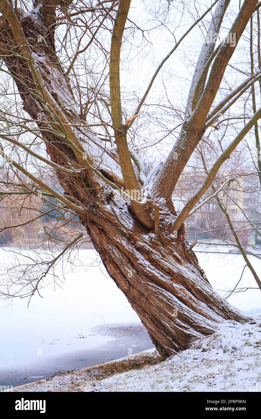 Mystical snow hi-res stock photography and images - Alamy