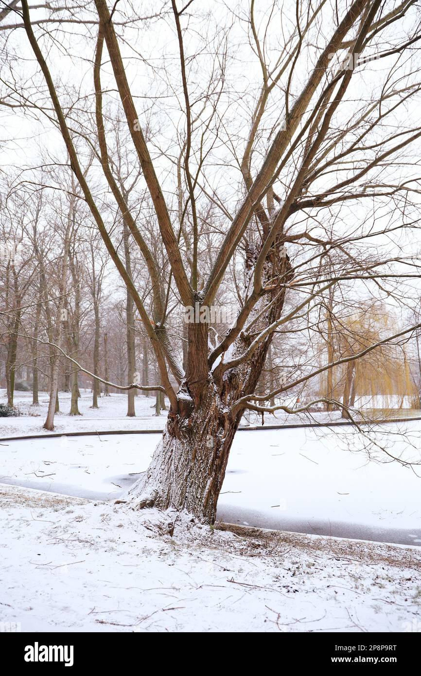 Mystical snow hi-res stock photography and images - Alamy