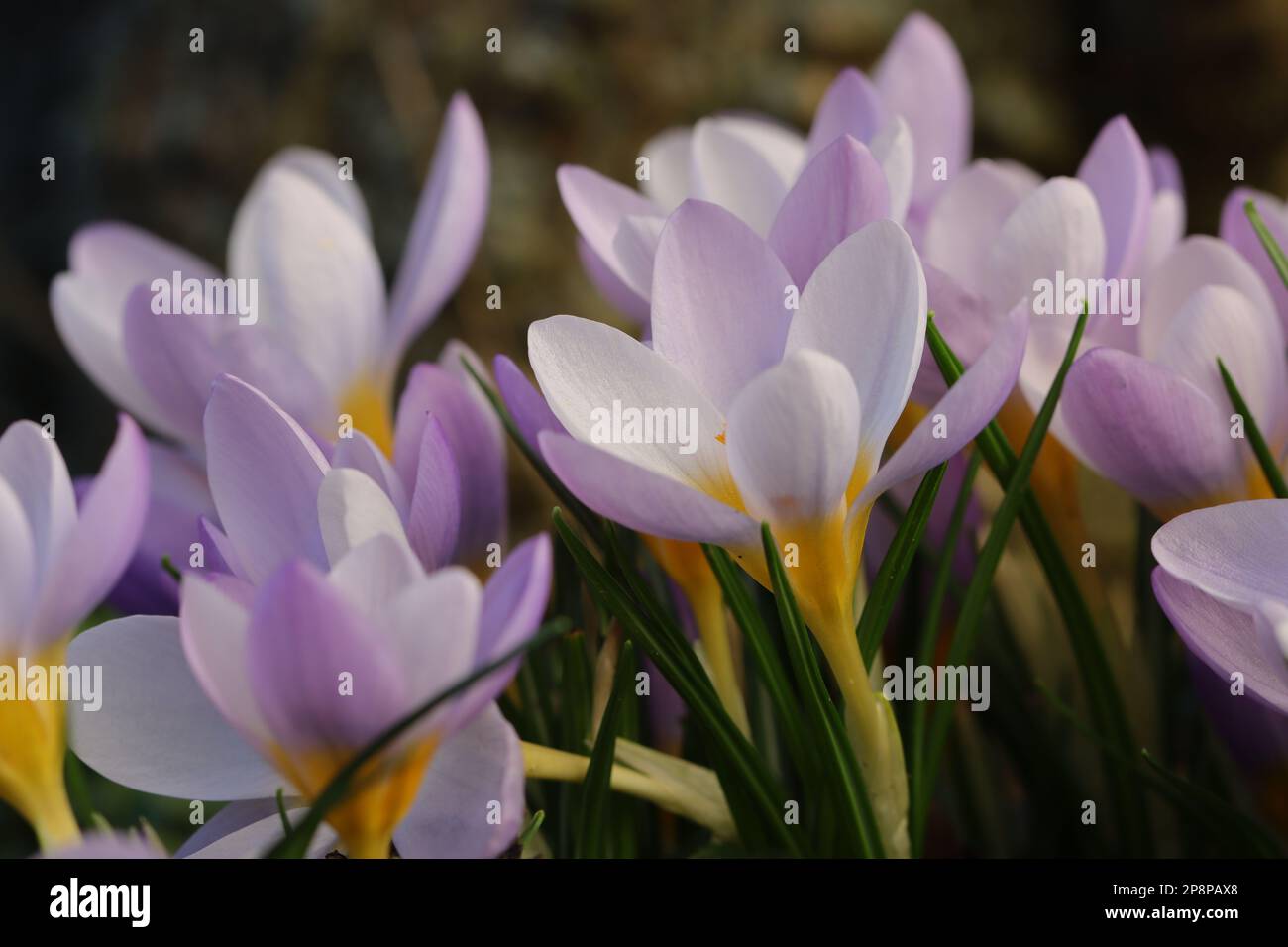 Beautiful purple crocuses flowering hi-res stock photography and images ...