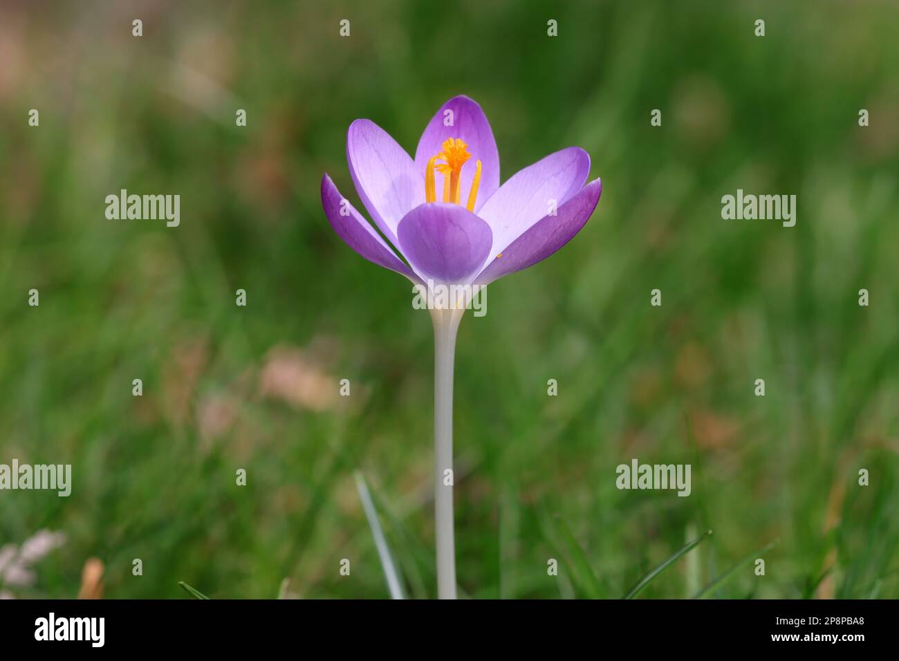 Crocus crocus tommasinianus hi-res stock photography and images - Alamy