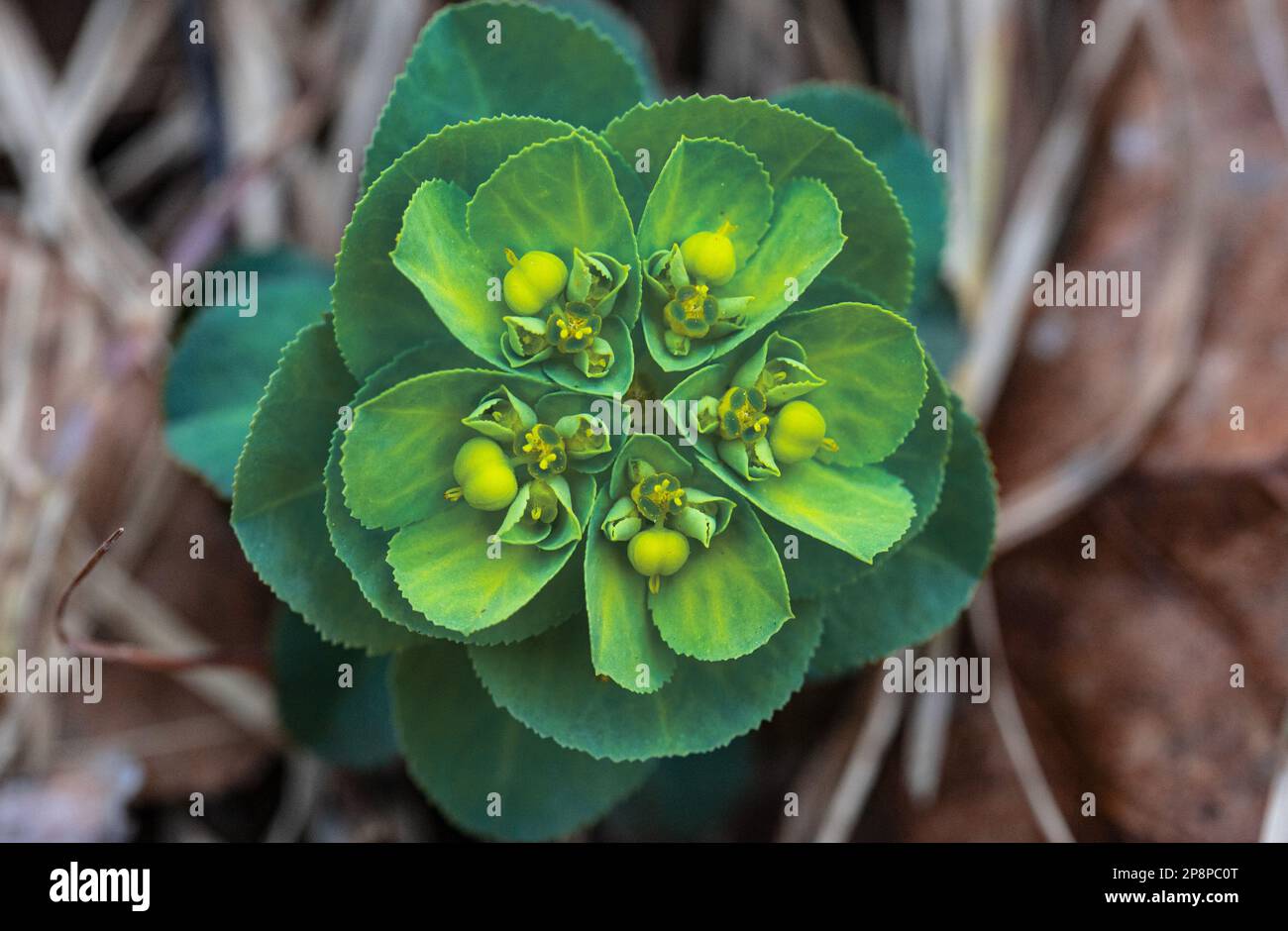 Euphorbia helioscopia flower Stock Photo - Alamy