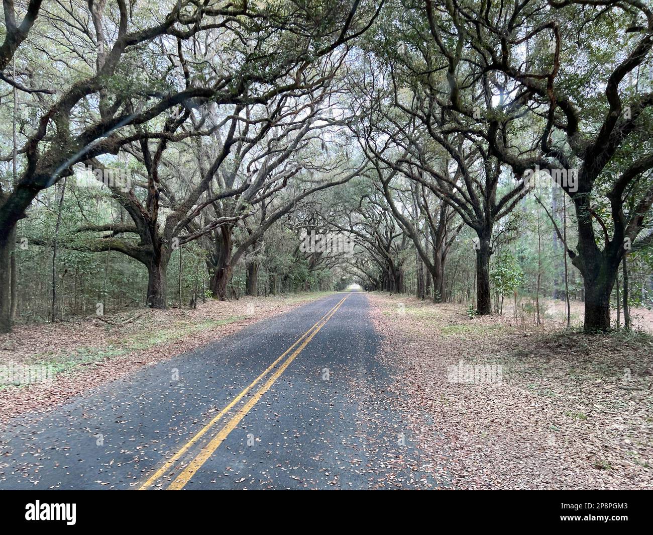 A live oak tree tunnel on Kiawah Island in South Carolina on a ...