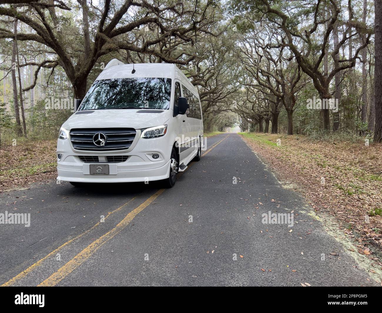 A live oak tree tunnel on Kiawah Island in South Carolina on a ...