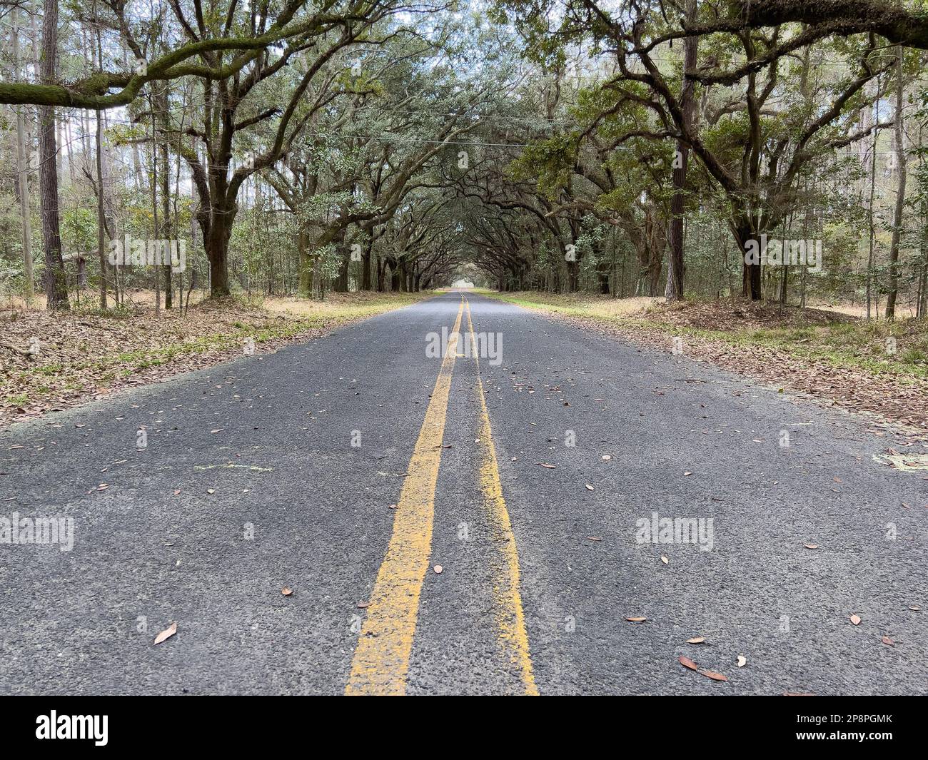 A live oak tree tunnel on Kiawah Island in South Carolina on a ...