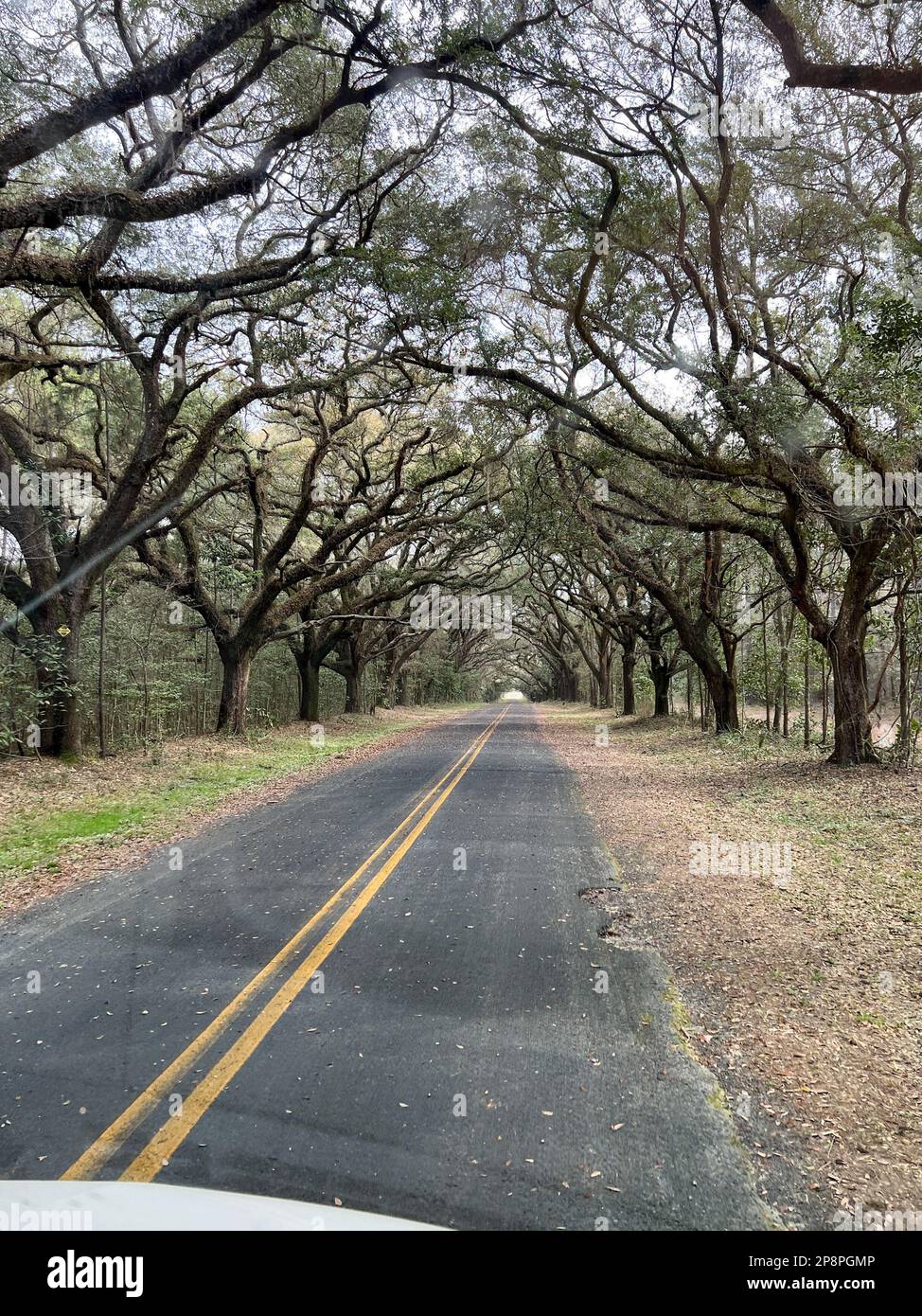 A live oak tree tunnel on Kiawah Island in South Carolina on a ...
