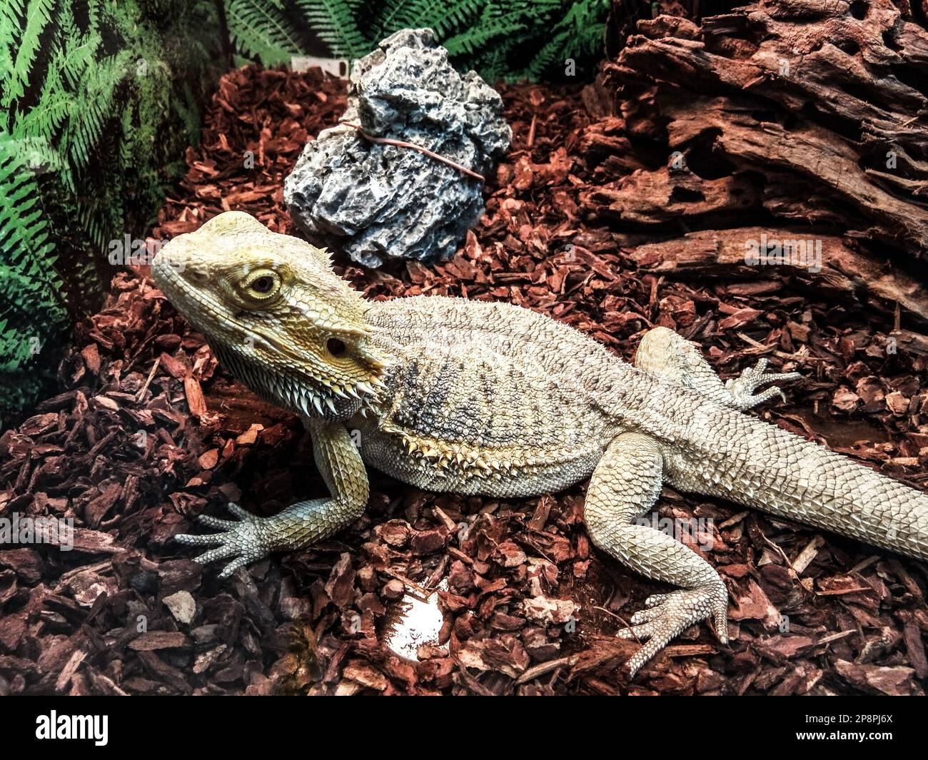 agama lizard in a cage Stock Photo - Alamy