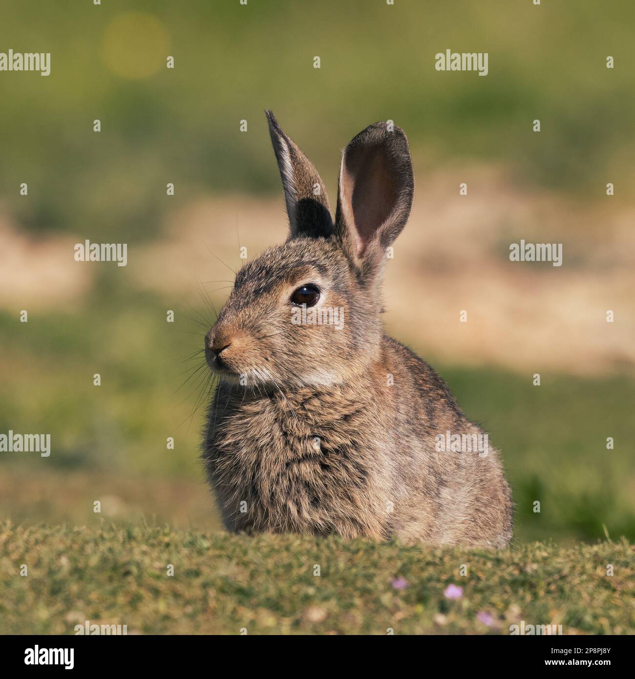 European rabbit, Common rabbit, Bunny, Oryctolagus cuniculus sitting on ...