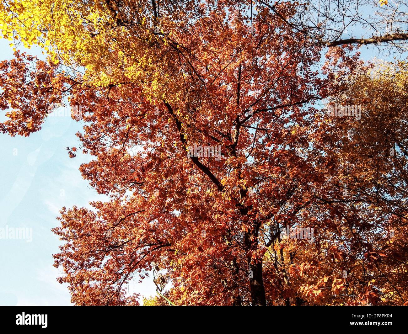 Northern red oak tree hi-res stock photography and images - Alamy