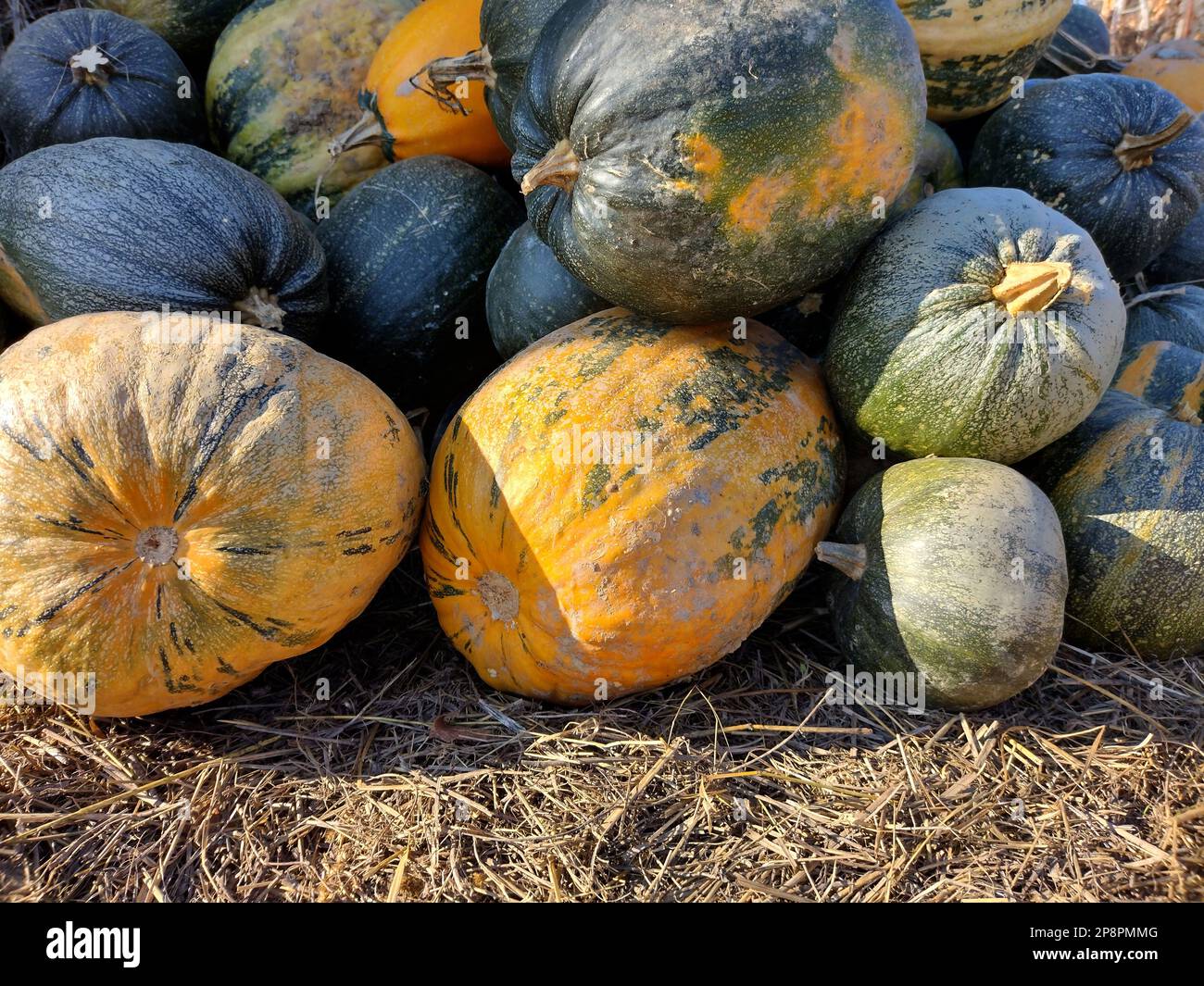 group of pumpkins at farm in Romania Stock Photo - Alamy
