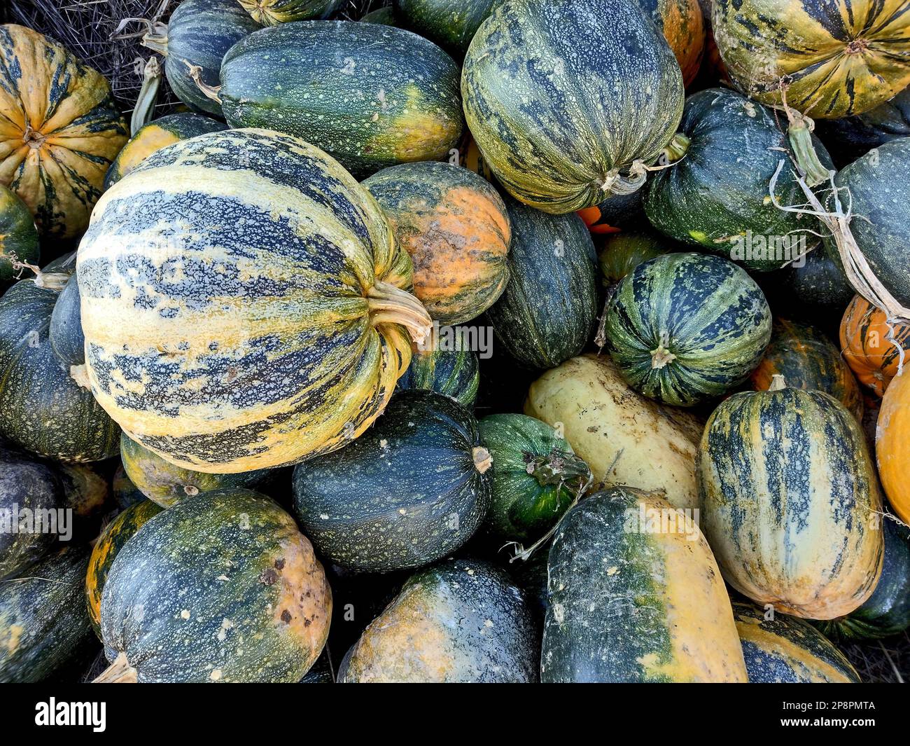 group of pumpkins at farm in Romania Stock Photo - Alamy