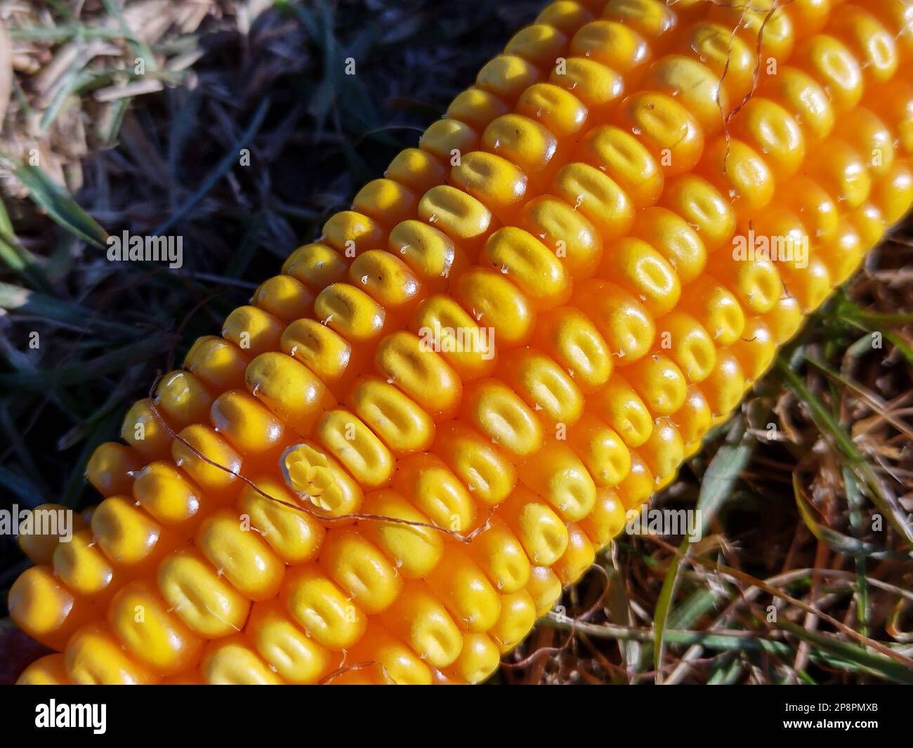 corn on the ground - close up Stock Photo - Alamy