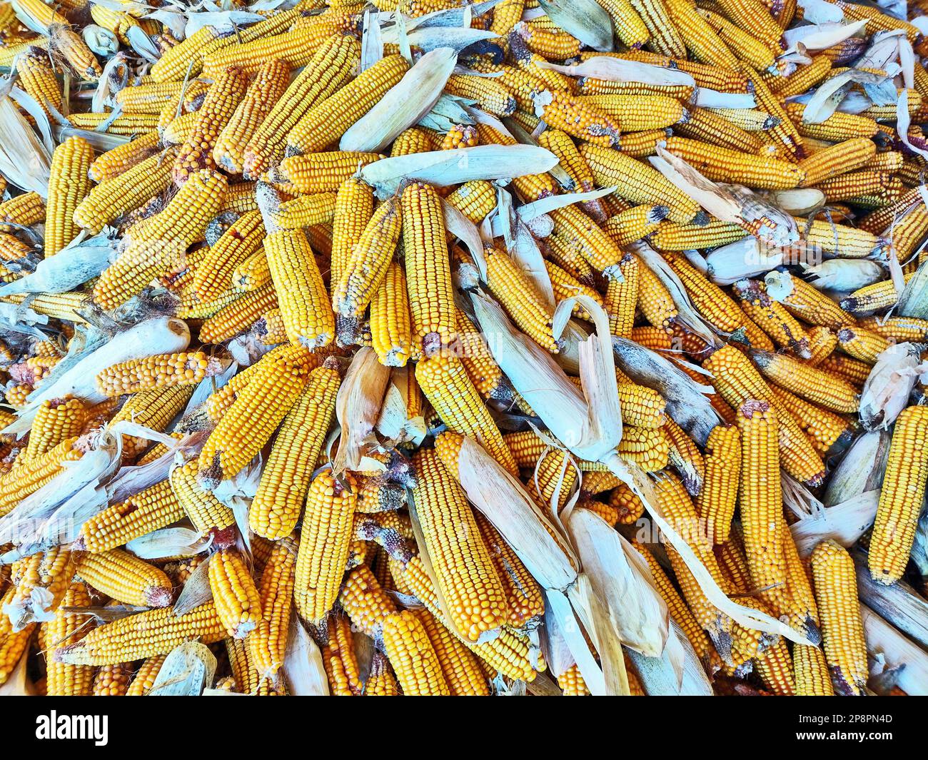 Picked corn field hi-res stock photography and images - Alamy