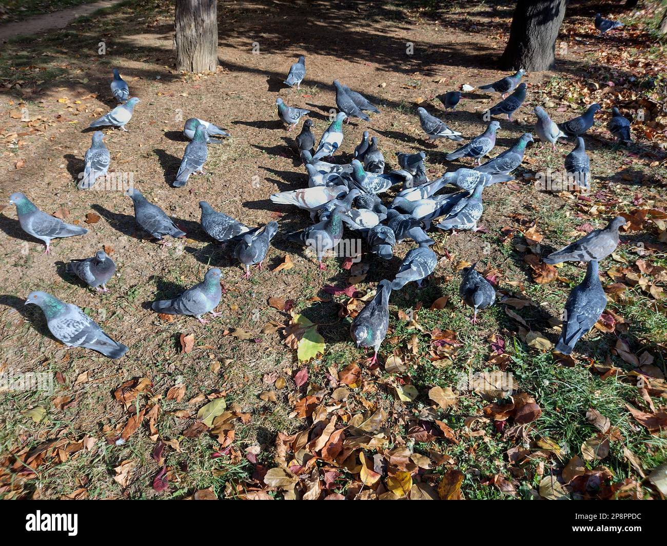 group of pigeons on the ground Stock Photo - Alamy