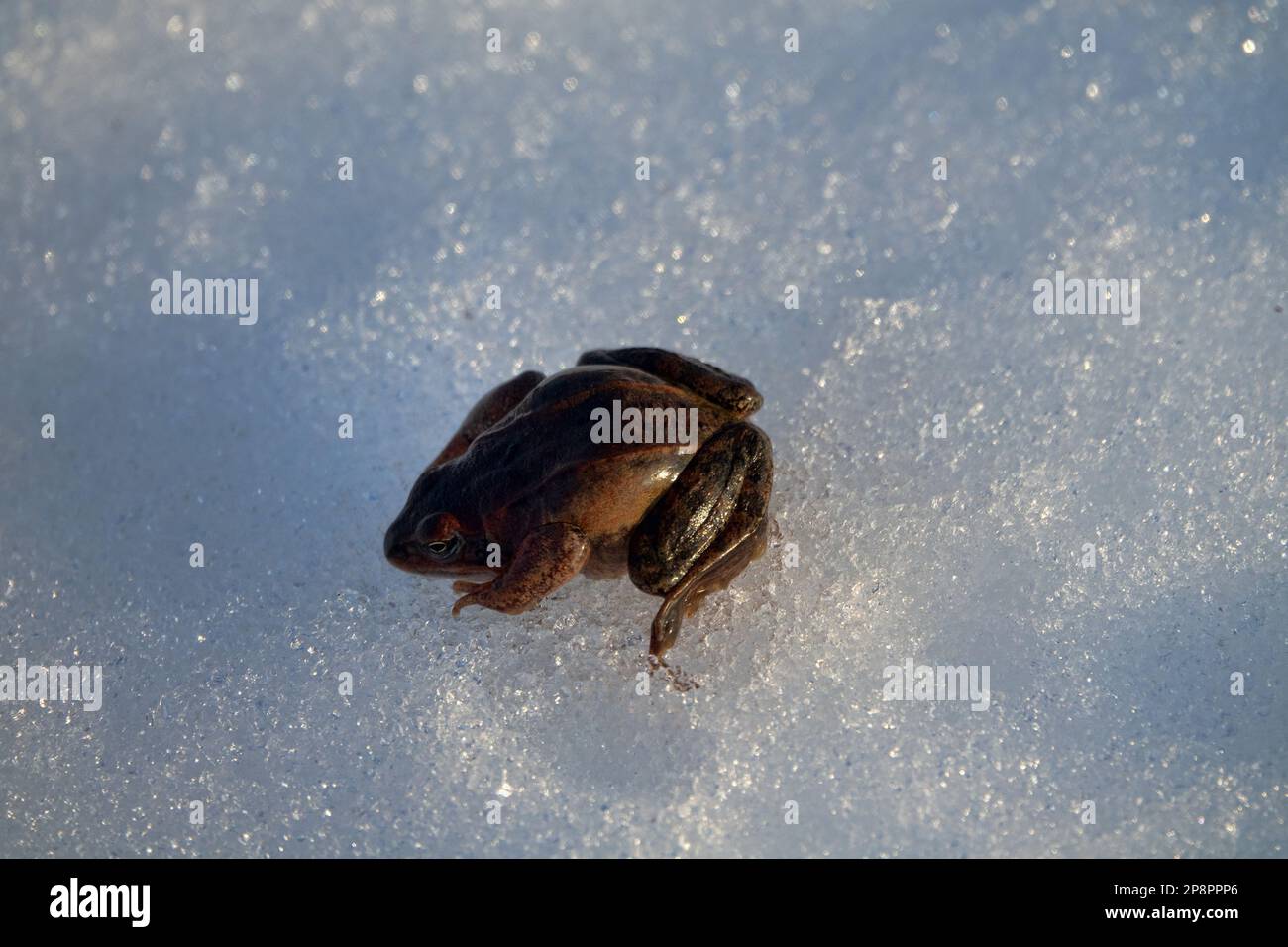 This yearling Moor frog (Rana arvalis) woke up in early spring and ...
