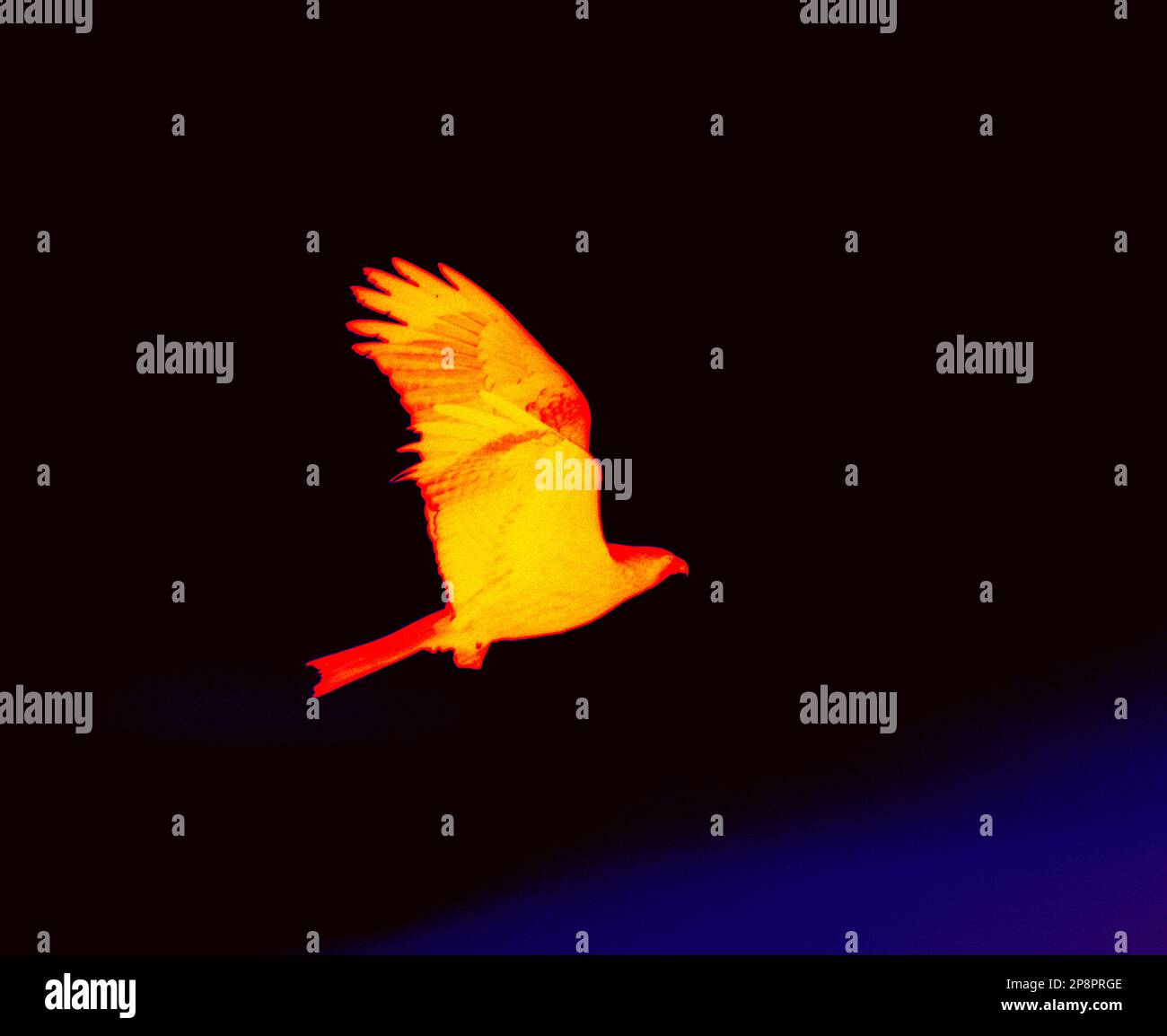 Kite, a bird of prey. Illustration of thermal image Stock Photo - Alamy