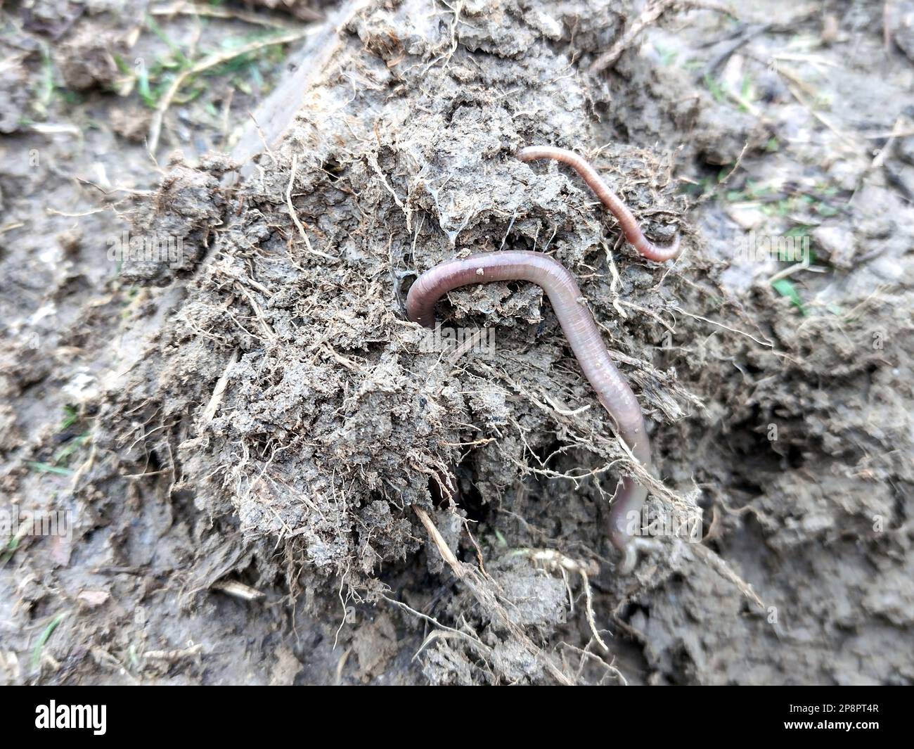 worms on the ground in Romania Stock Photo - Alamy