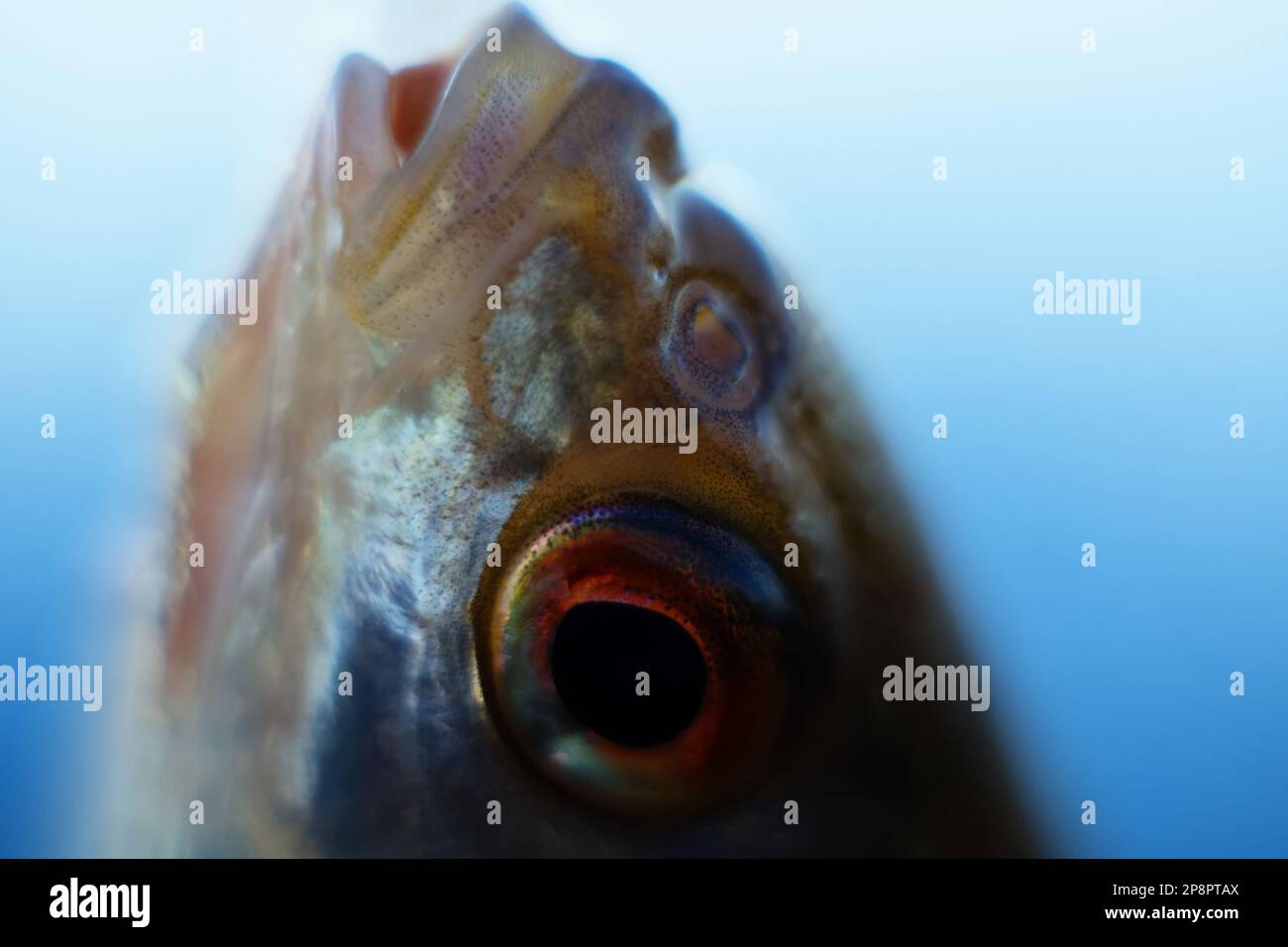 European roach portrait spring. Macro photography river fish. Ultra ...