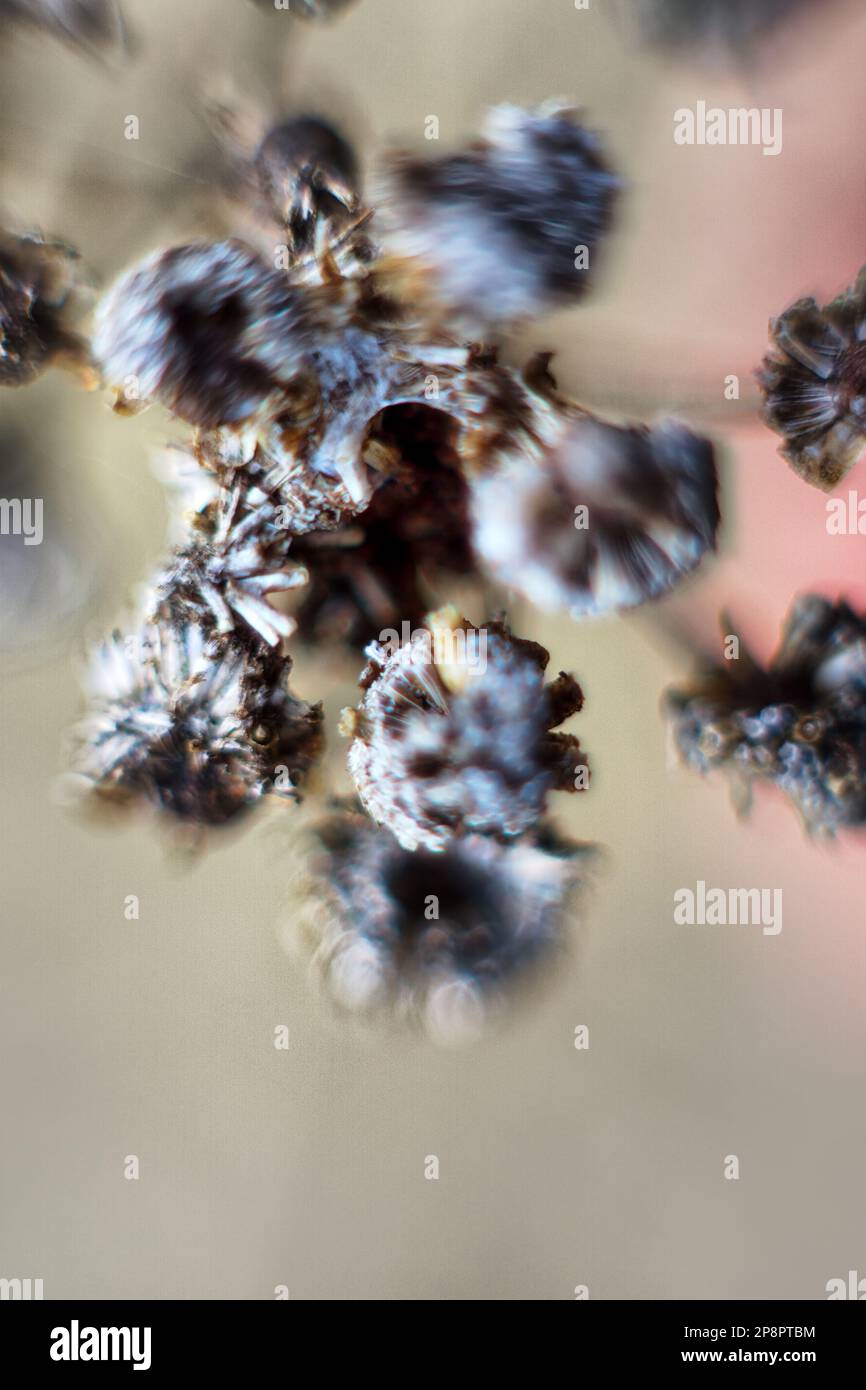 Dry fruit fructus siccus hi-res stock photography and images - Alamy