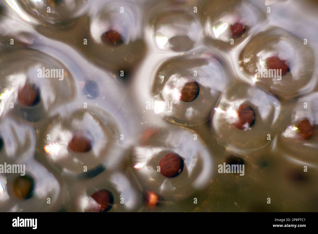 Frog caviar (blastocystes). Macro photography soft focus Stock Photo ...