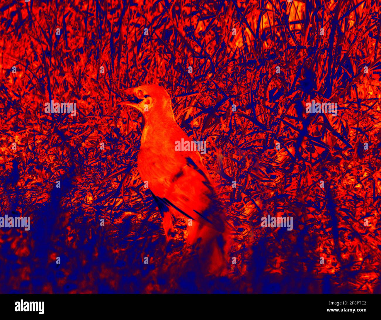 From the Birds of Paradise series. A sweet-voiced bird loudly praising ...