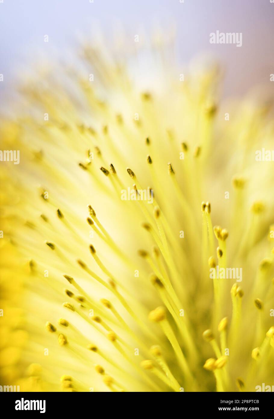 Spring motif. Yellow fluffy willow flower (catkin), the stigmas of the ...