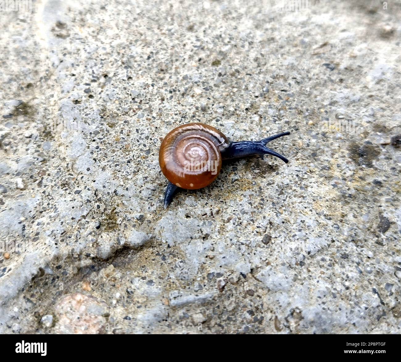 little snail in Romania - macro view Stock Photo - Alamy