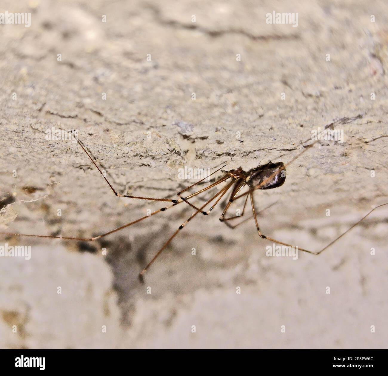Close up photo of spider hi-res stock photography and images - Alamy