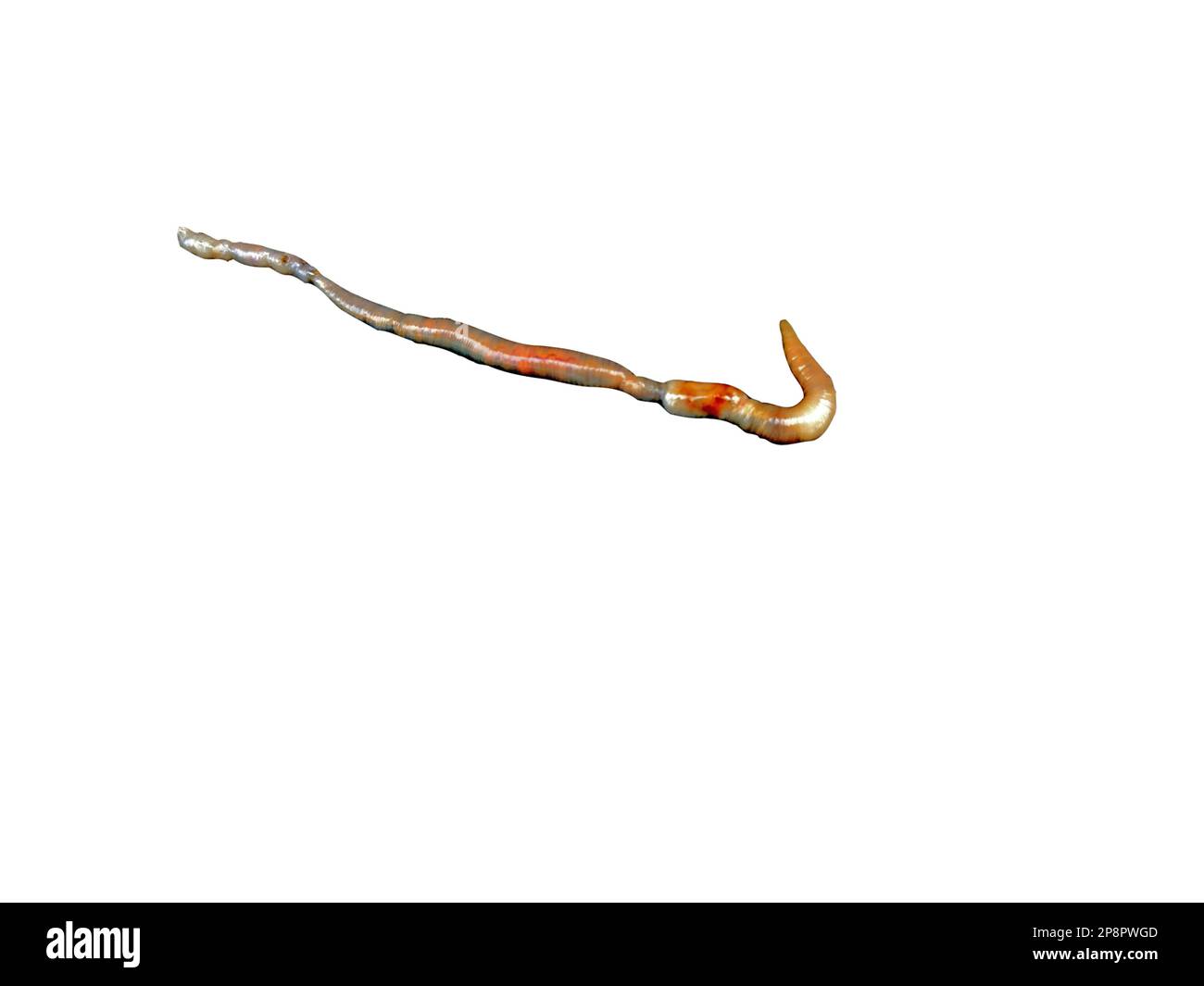 worm isolated on white background Stock Photo - Alamy