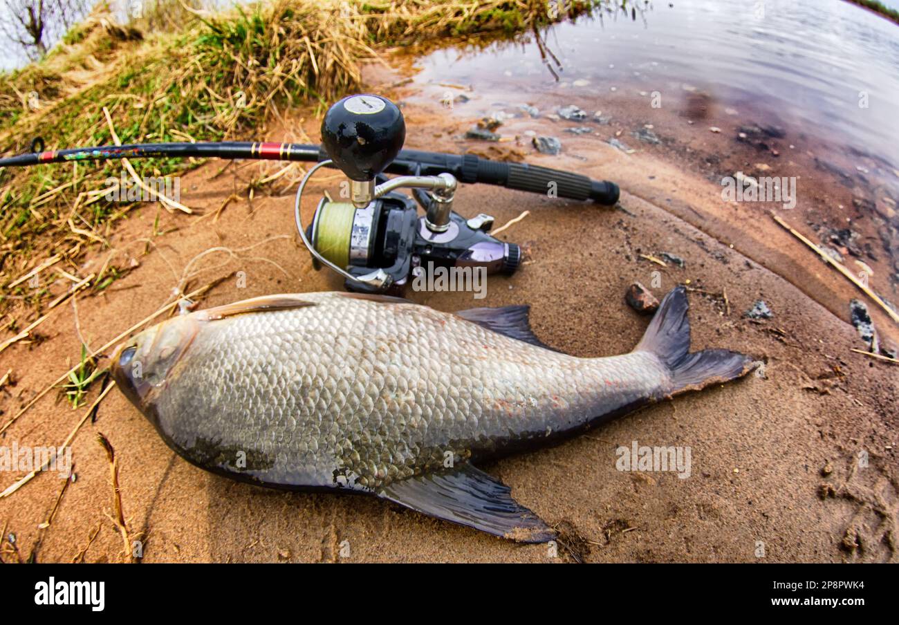An enviable trophy of a fisherman with a fishing rod in a European ...