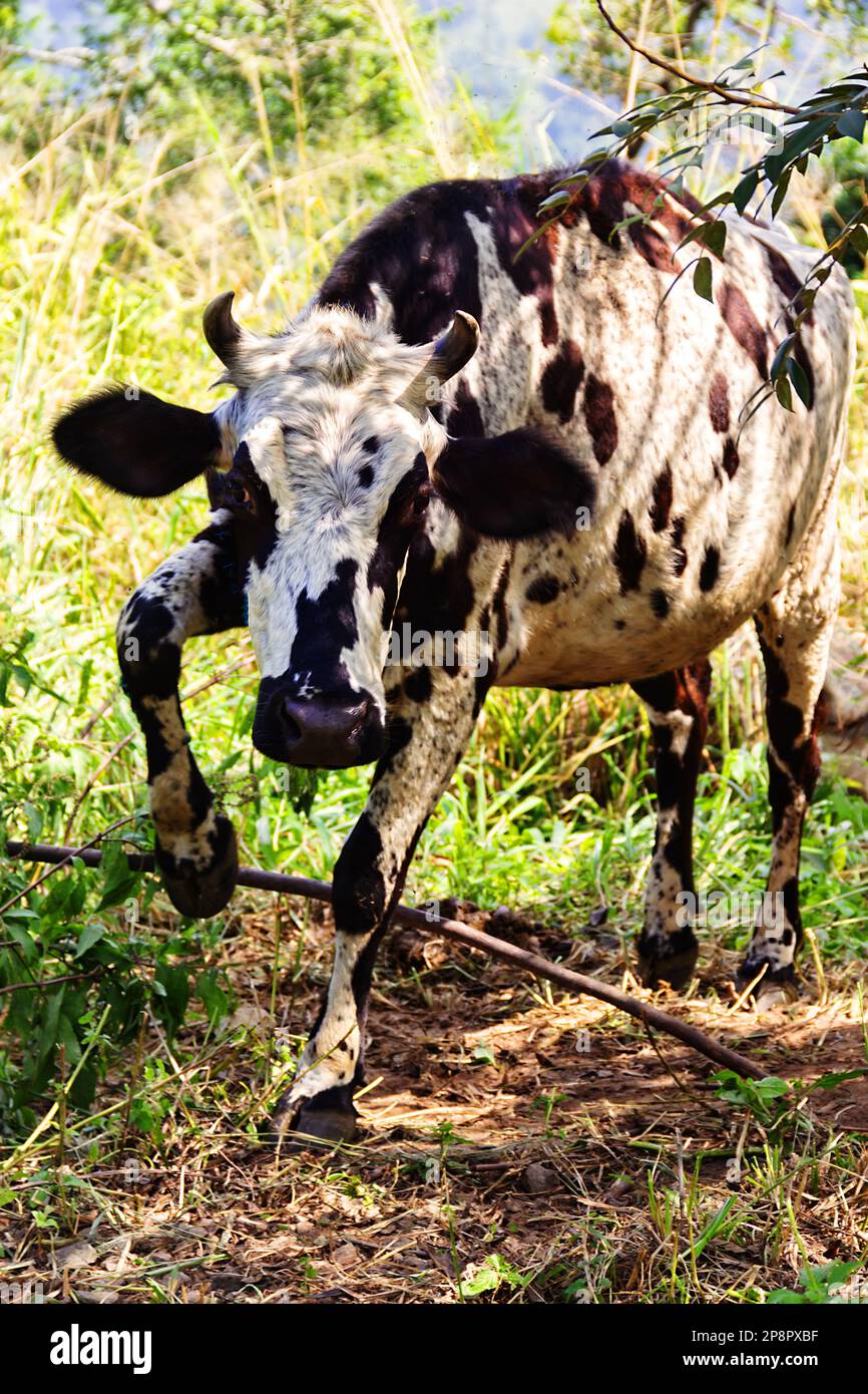 Mottled cow in a mountain shrub meadow. Cattle Breeding Sri Lanka Stock ...
