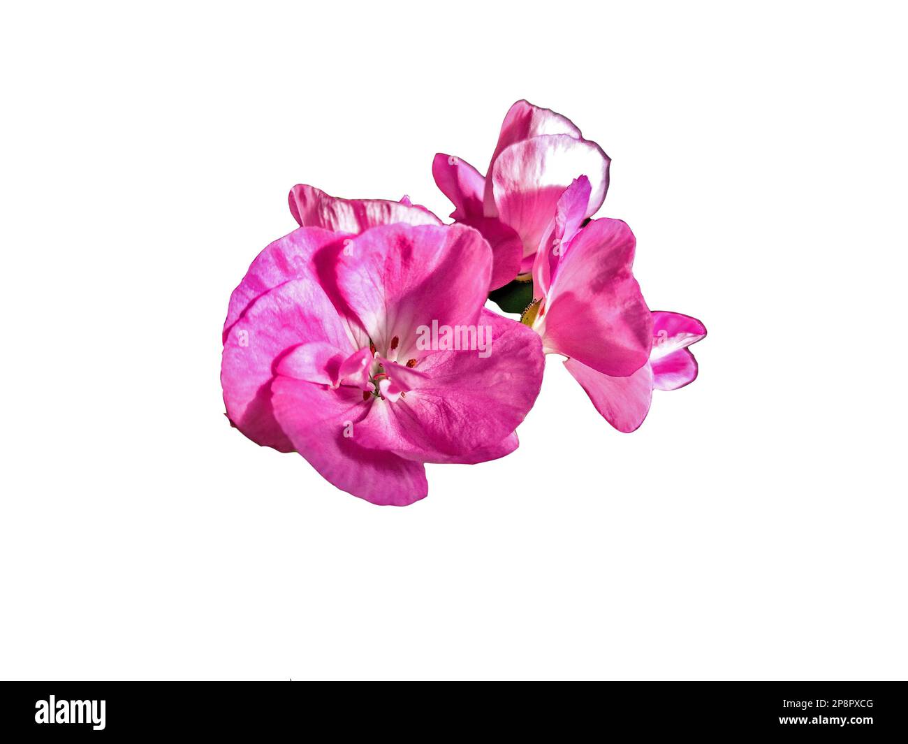 pink wildemalva flower isolated on white Stock Photo - Alamy