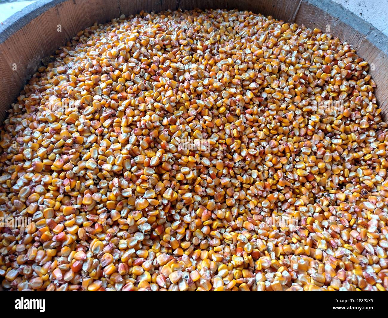 corn kernels in a barrel at farm Stock Photo - Alamy