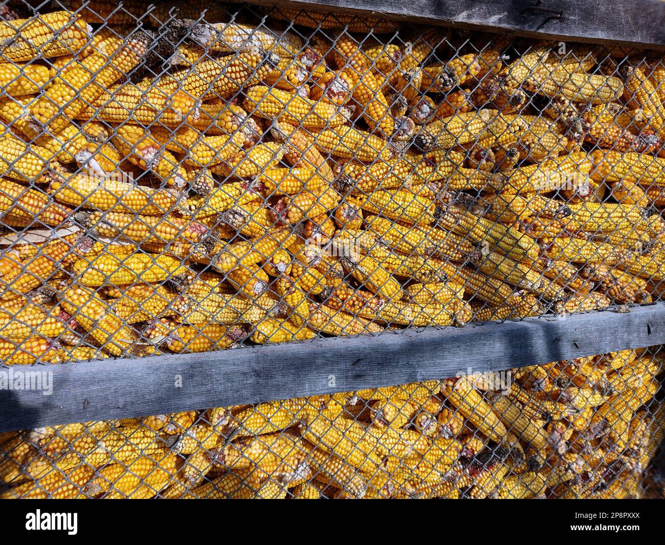 corn at farm in Maramures, Romania Stock Photo - Alamy