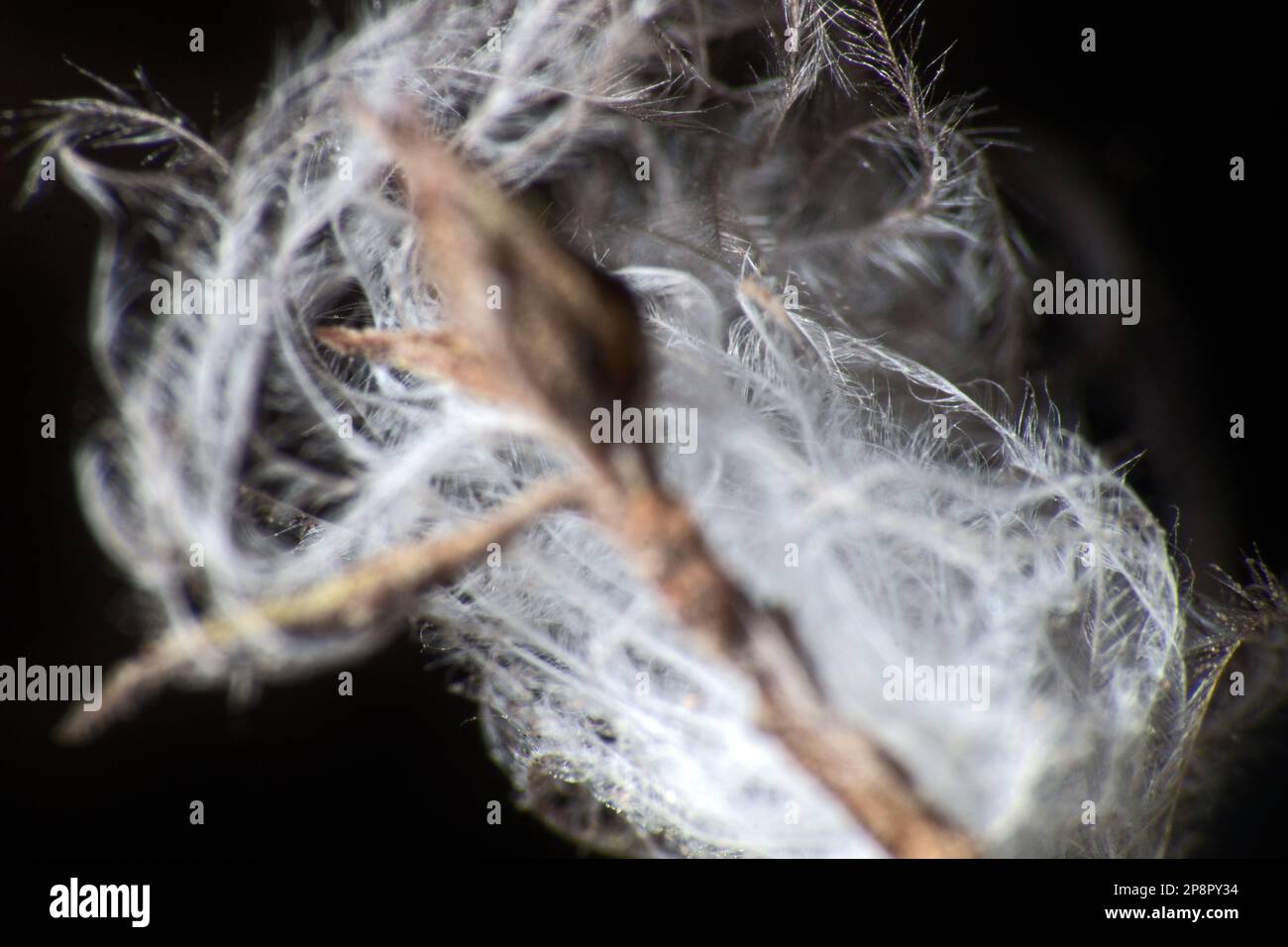 vegetable down, pappus ultra macro Stock Photo - Alamy