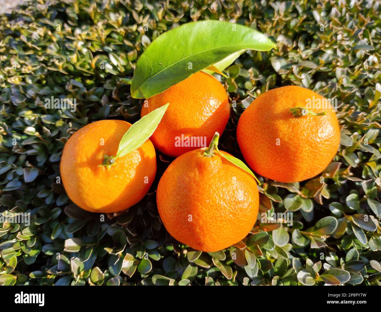 Clementines fruits hi-res stock photography and images - Alamy