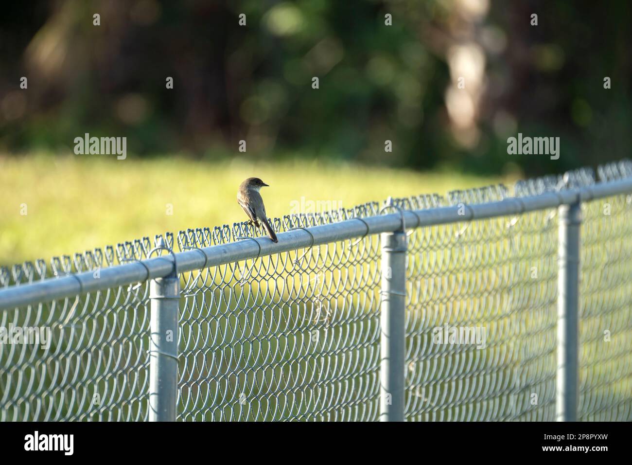An Eastern Phoebe bird perched on a fence on summer Florida backyard ...