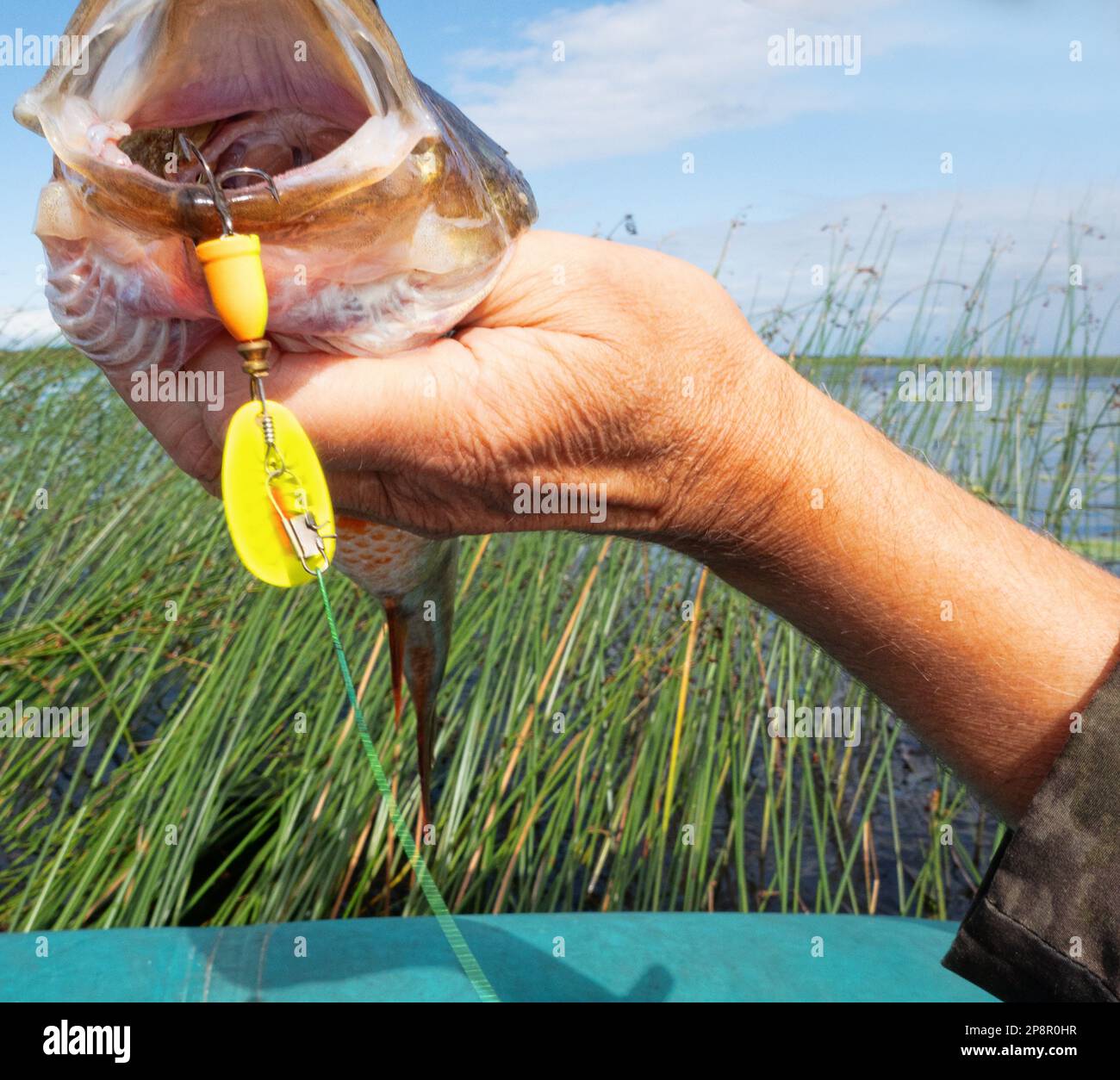 Trophy fishing. This European Perch (rivers perch) weighing 1.2 ...