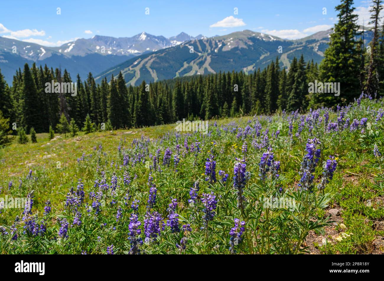 Colorado trail copper mountain hi-res stock photography and images - Alamy