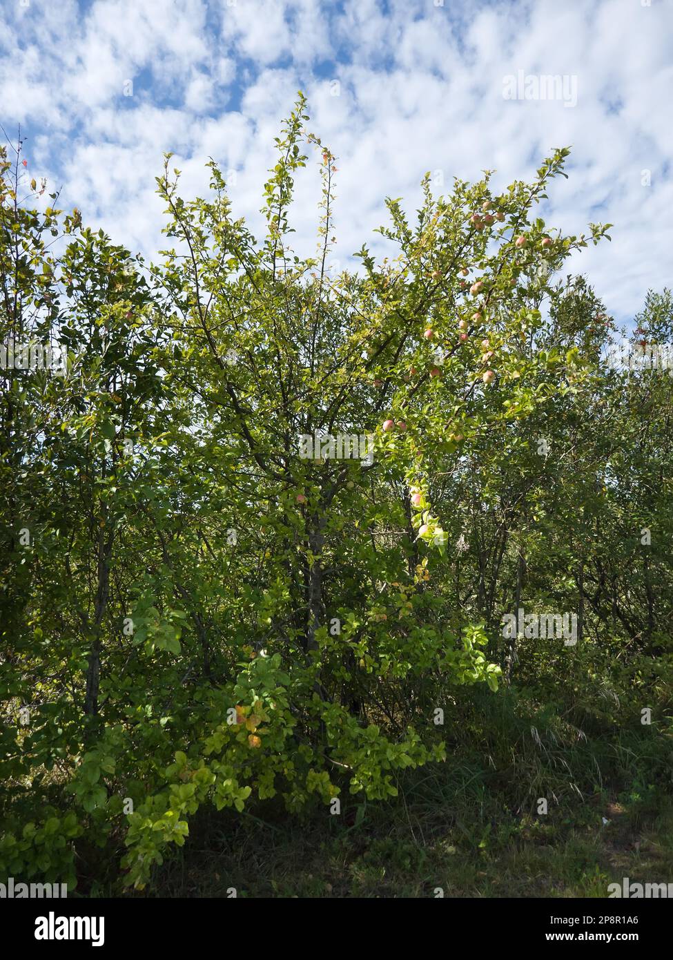 Wild apple tree, Codlin (Malus sylvestris) with fruits, shrub form ...