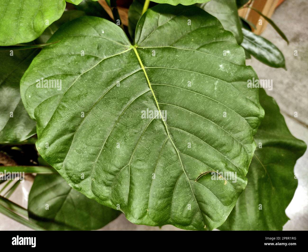 Ficus dammaropsis plant - close up Stock Photo - Alamy