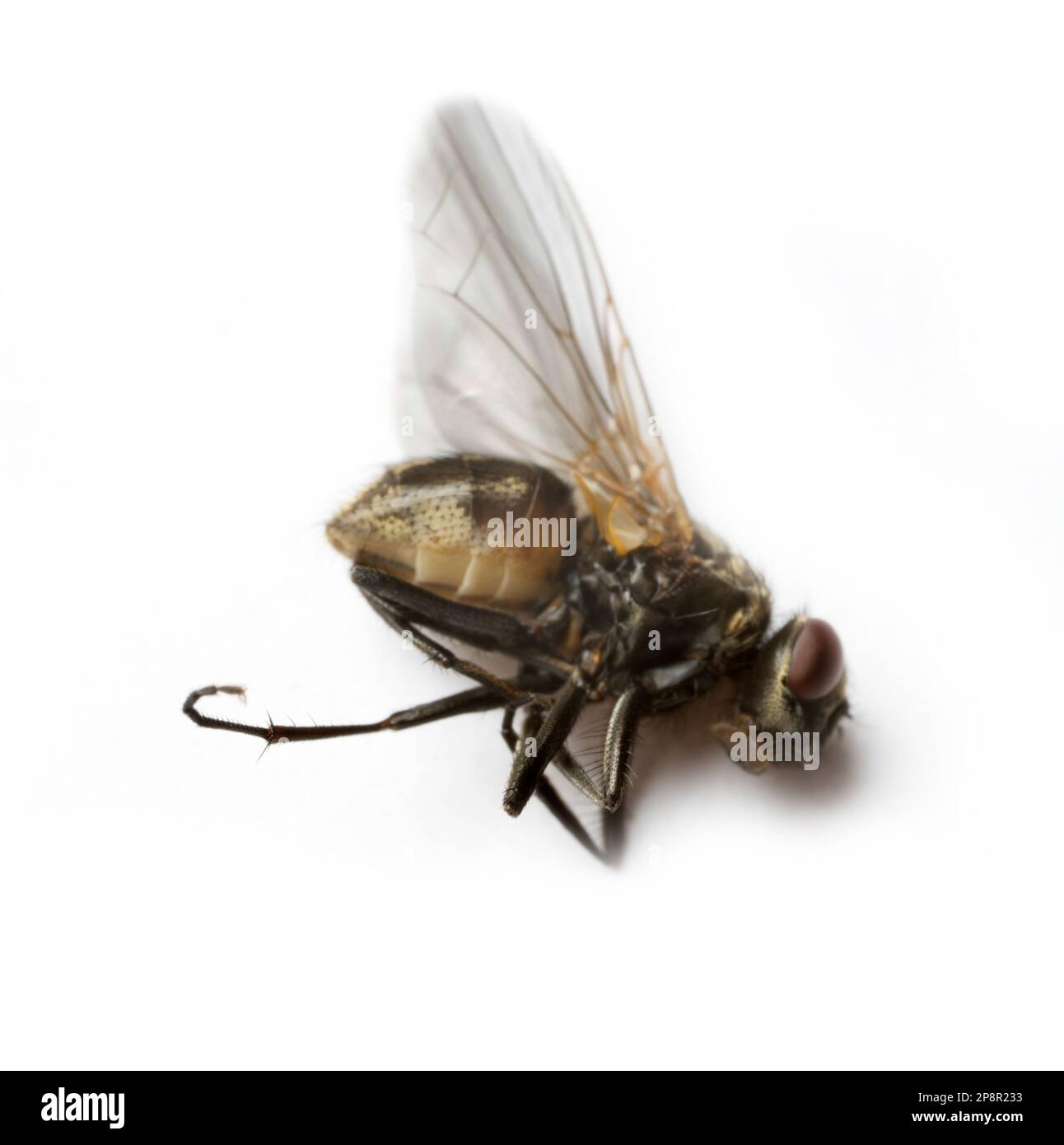 Fly flap. Kill the fly. Dead fly. Destruction of flies as carriers of ...