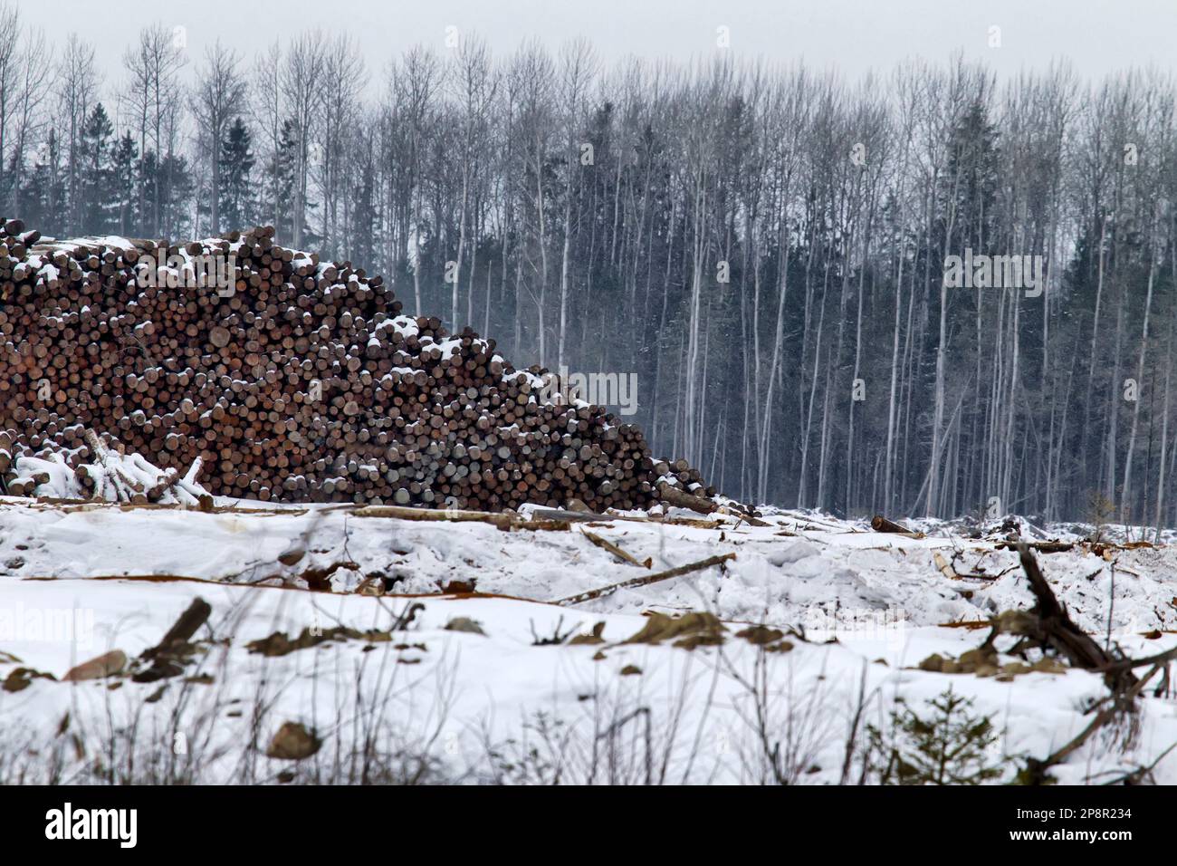 Forestry industry. Stacks of roundwood (pine), clean felling covered ...