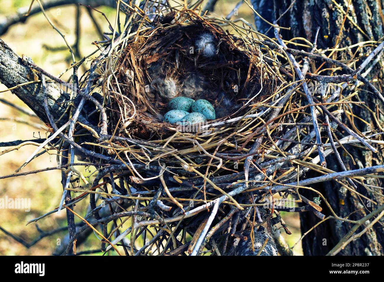 Nidology, study of birds nest. Hooded crow (Corvus cornix) nest. Clutch ...