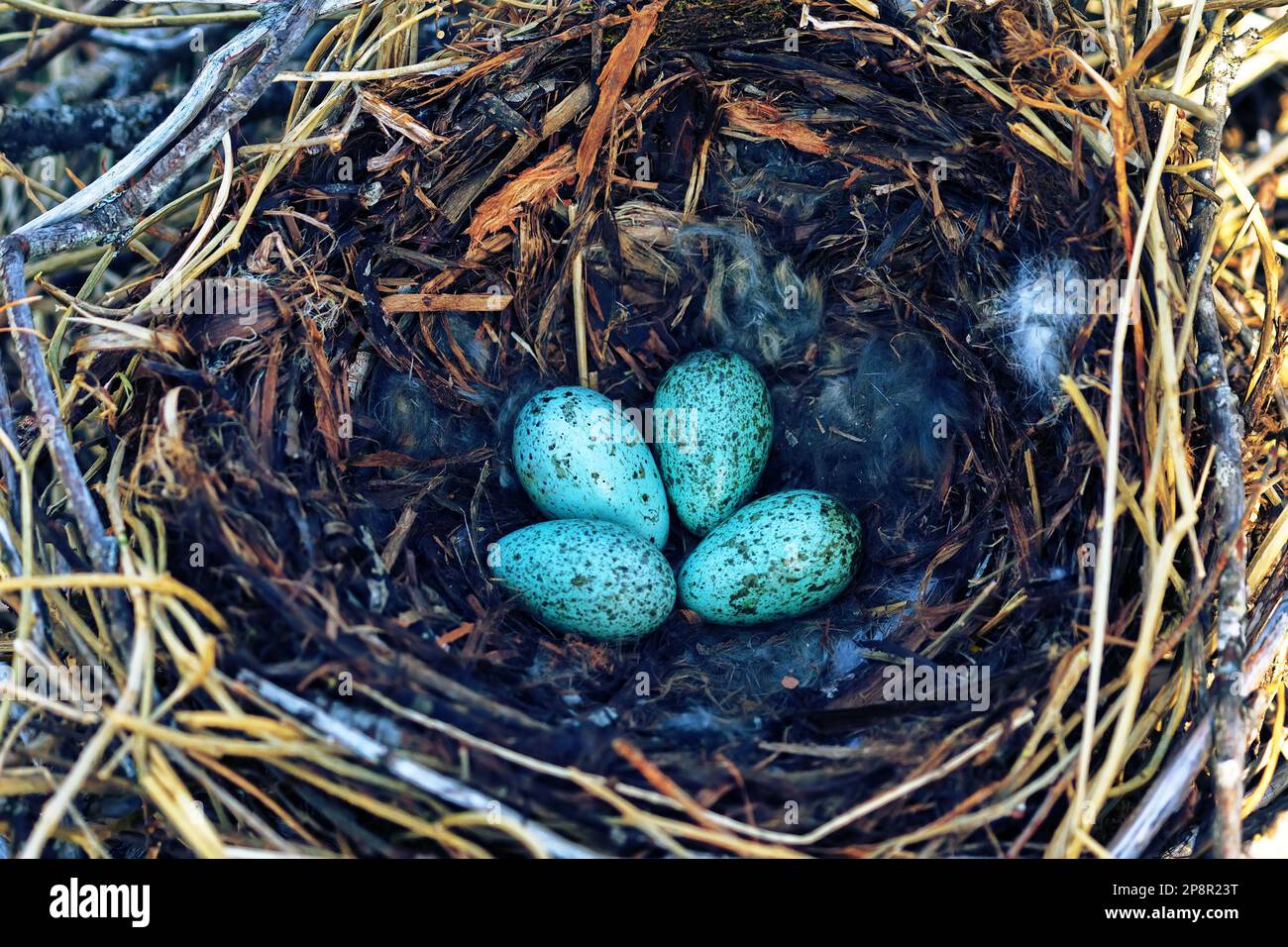 Nidology, study of birds nest. Hooded crow (Corvus cornix) nest. Clutch ...