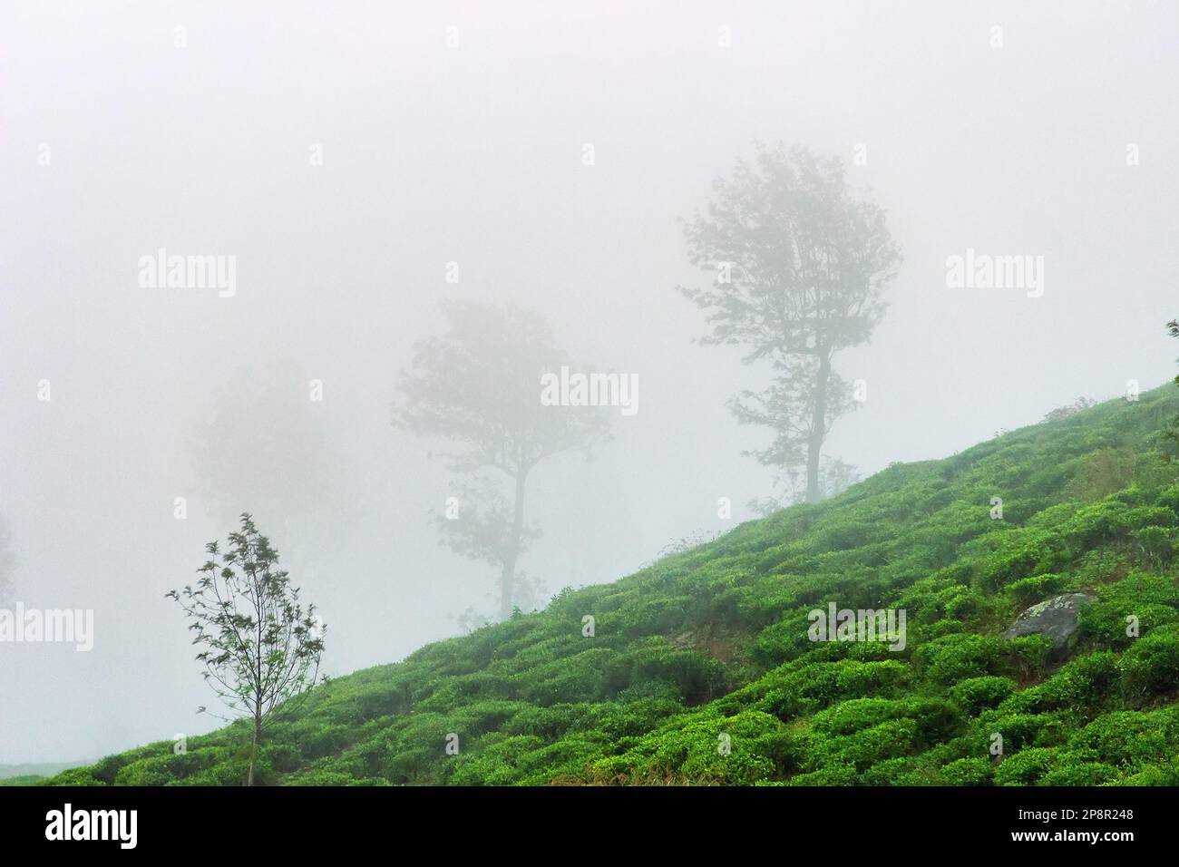 Tropical timber plantations hi-res stock photography and images - Alamy
