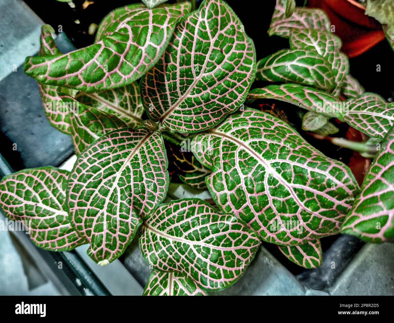 Fittonia albivenis plant - close up Stock Photo - Alamy